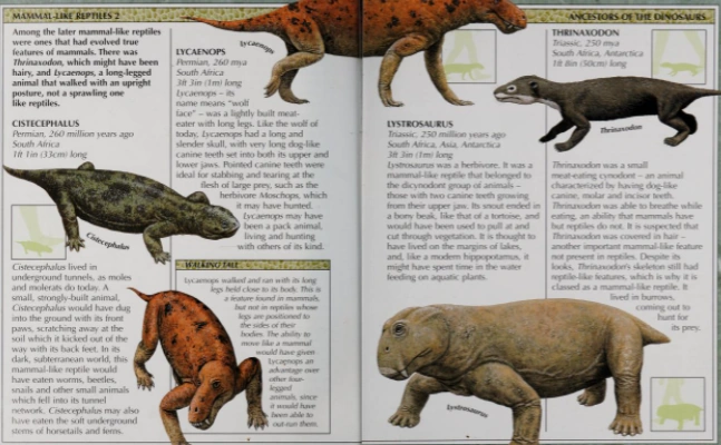 Lycaenops | Dinopedia | Fandom