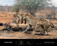 Smilodon | Dinopedia | Fandom