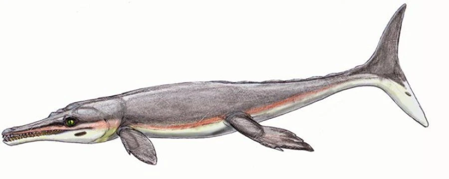 Torvoneustes | Dinopedia | Fandom