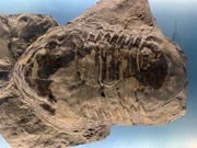 Isotelus | Dinopedia | Fandom