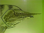 Protosphyraena | Dinopedia | Fandom