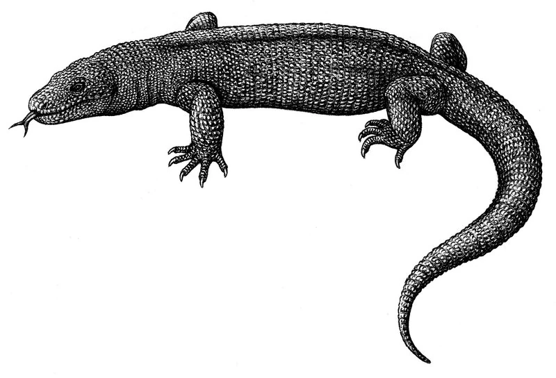 Palaeosaniwa | Dinopedia | Fandom