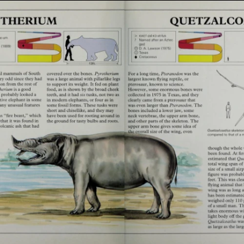 Pyrotherium