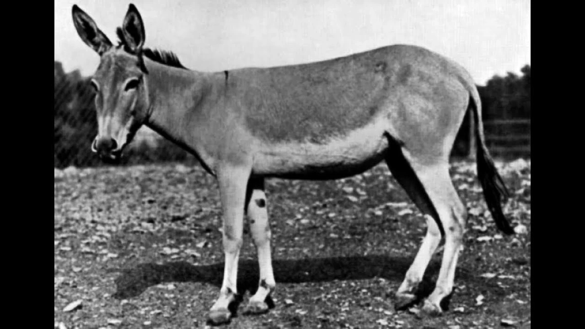 Atlas Wild Ass | Dinopedia | Fandom