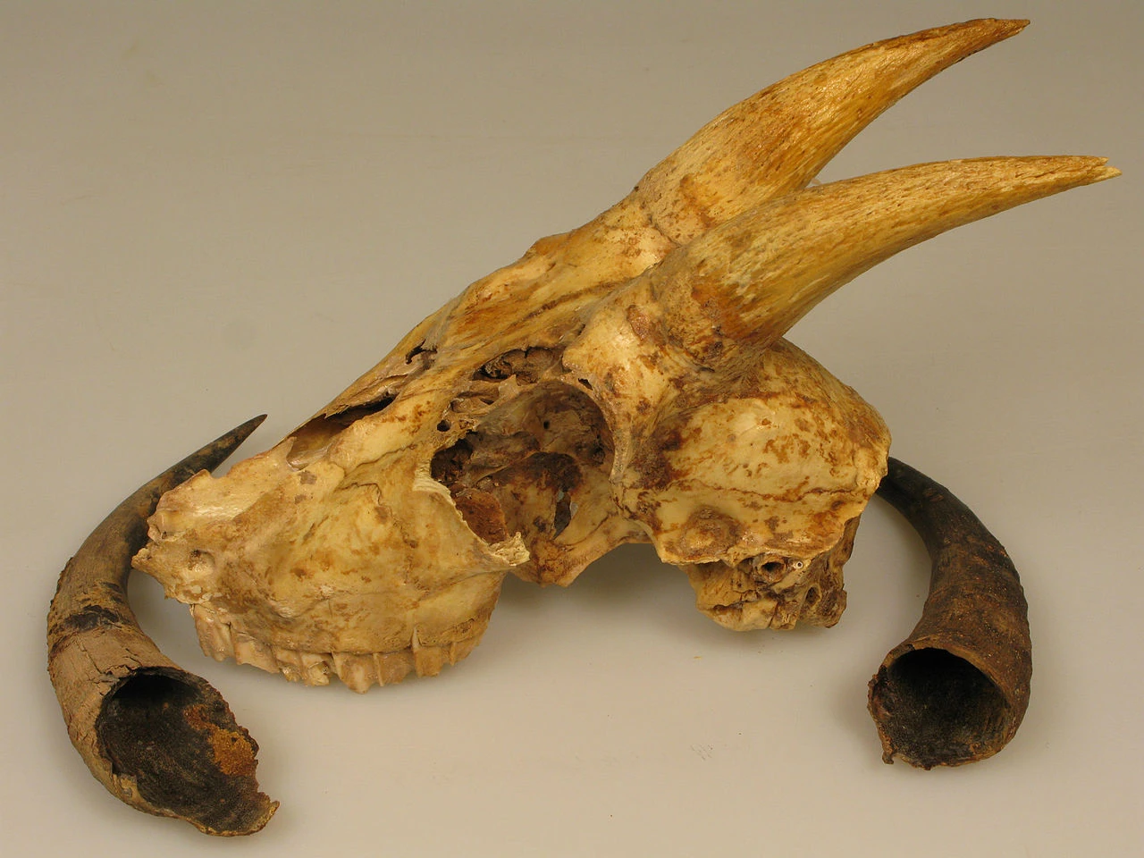 Harrington's mountain goat | Dinopedia | Fandom