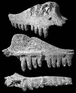 Suchonosaurus | Dinopedia | Fandom