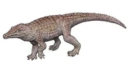 Protosuchus | Dinopedia | Fandom