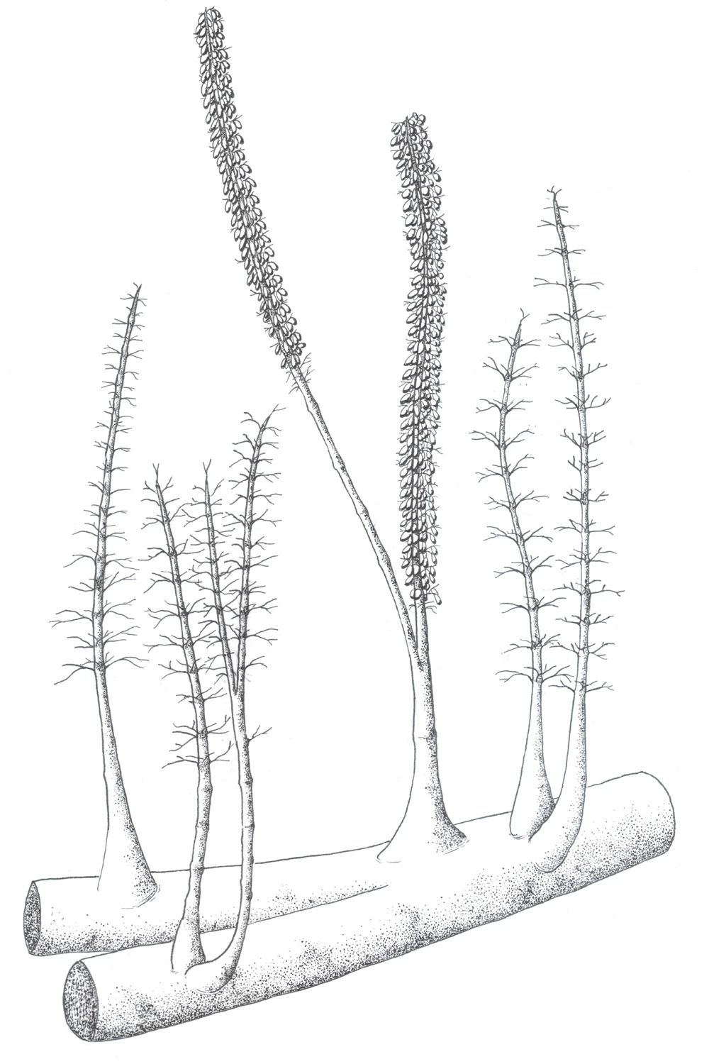 Hyenia | Dinopedia | Fandom