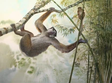 Sloth lemur | Dinopedia | Fandom