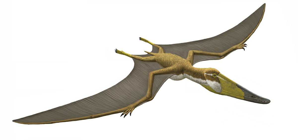 Category:Cretaceous pterosaurs | Dinopedia | Fandom Category:Cretaceous pterosaurs | Dinopedia | Fandom