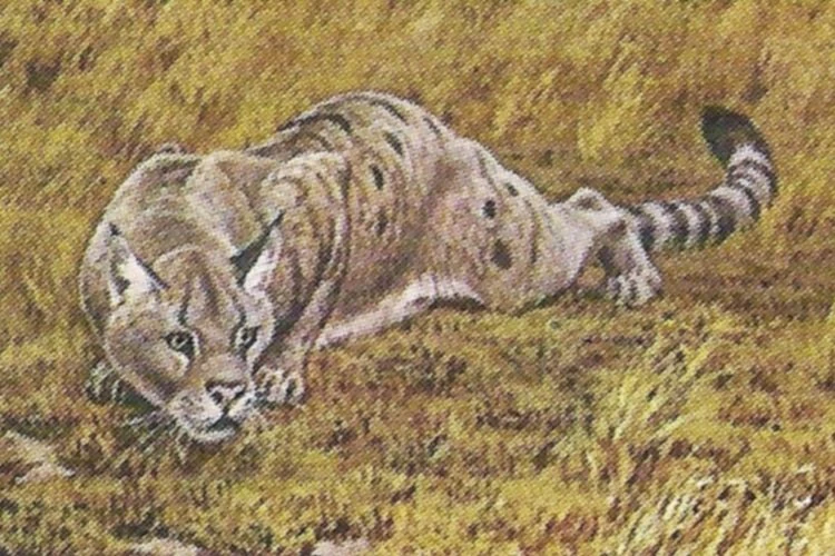 Pseudaelurus | Dinopedia | Fandom