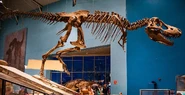 Tarbosaurus | Dinopedia | Fandom