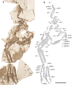 Xingtianosaurus | Dinopedia | Fandom