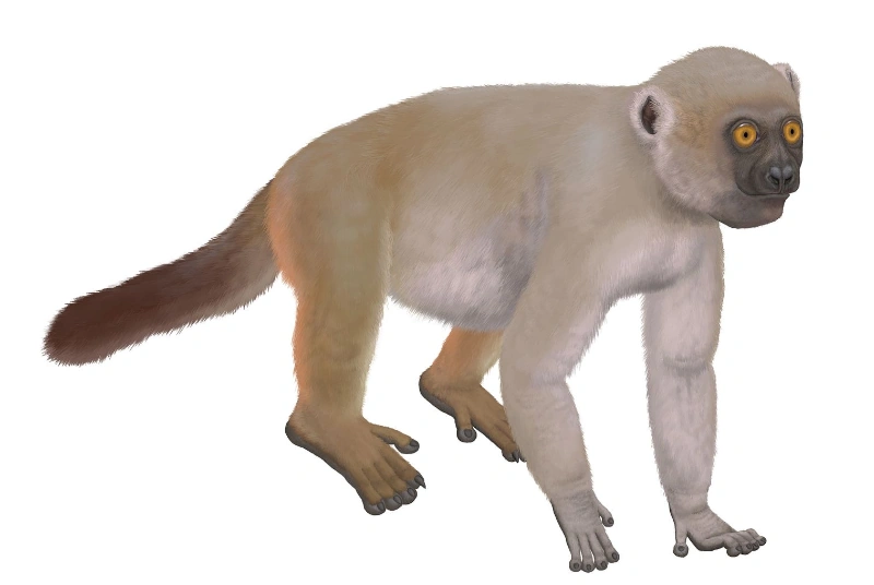 Hadropithecus | Dinopedia | Fandom