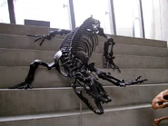 Megalania | Dinopedia | Fandom