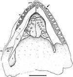 Procolophonidae | Dinopedia | Fandom