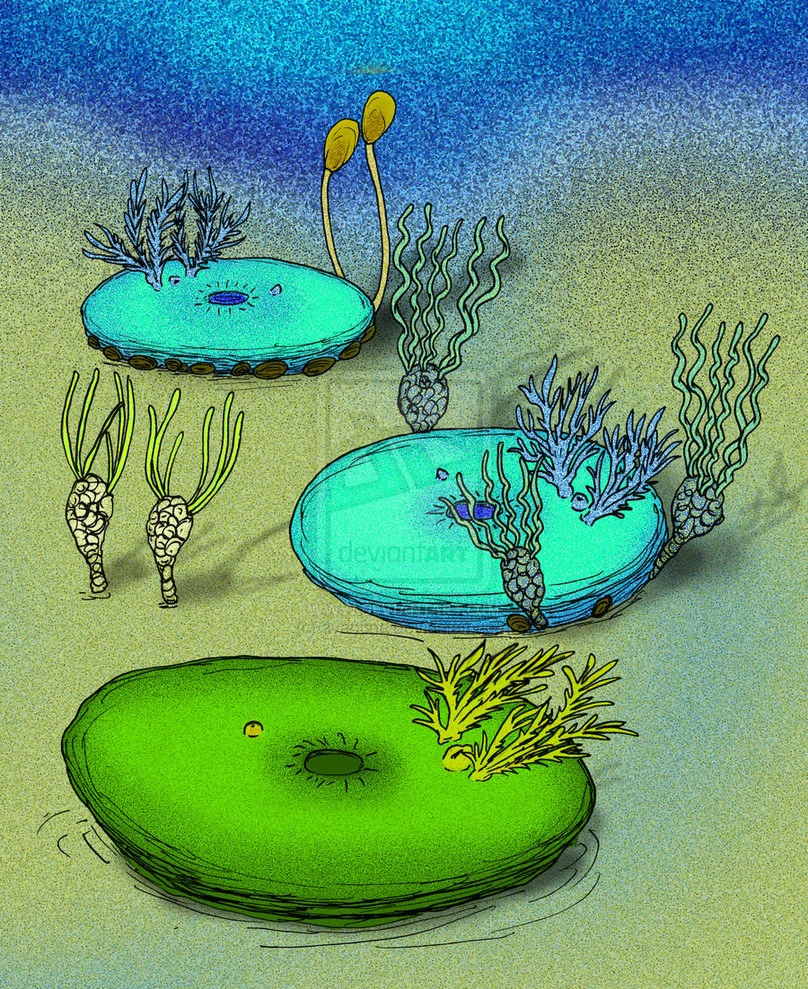 Rotadiscus | Dinopedia | Fandom