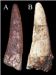 Siamosaurus | Dinopedia | Fandom