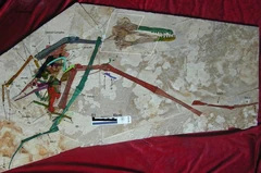 Yixianopterus | Dinopedia | Fandom