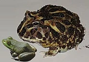 Beelzebufo | Dinopedia | Fandom