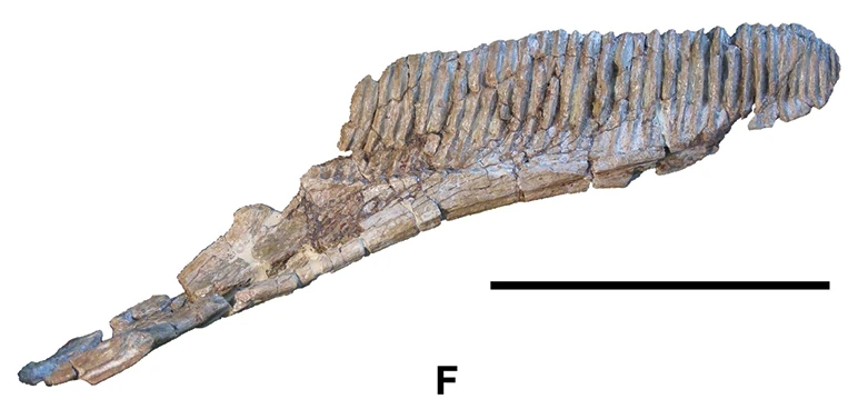 Koutalisaurus | Dinopedia | Fandom