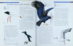 Scheletro Di Argentavis Magnificens Ancient Giant Birds, 12 To 25 Feet