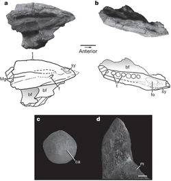 Parsosaurus | Dinopedia | Fandom