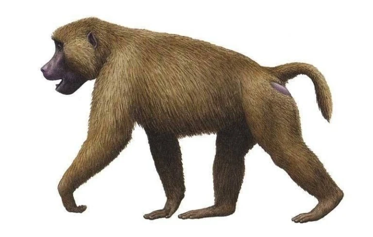 Theropithecus darti | Dinopedia | Fandom