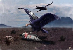 Esqueleto De Argentavis Magnificens