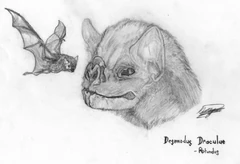 Desmodus draculae | Dinopedia | Fandom