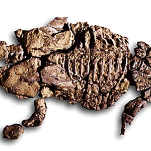 Discuss Everything About Dinopedia | Fandom