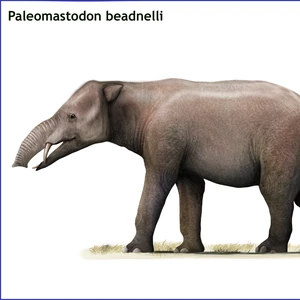 Discuss Everything About Dinopedia | Fandom