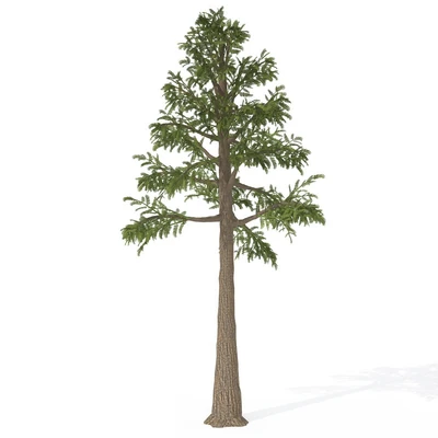 Archaeopteris | Dinopedia | Fandom