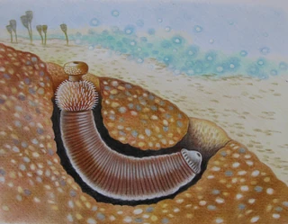 Dinomischus | Dinopedia | Fandom