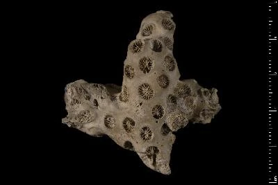 Astrelia | Dinopedia | Fandom