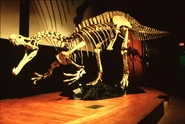 Suchomimus | Dinopedia | Fandom
