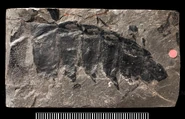 Arthropleura | Dinopedia | Fandom