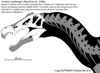 Irritator | Dinopedia | Fandom
