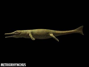 Metriorhynchus | Dinopedia | Fandom