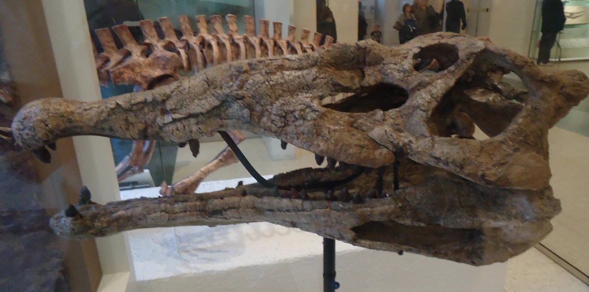 Smilosuchus | Dinopedia | Fandom