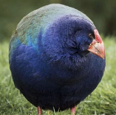 User blog:Anatotitan/Takahe | Dinopedia | Fandom