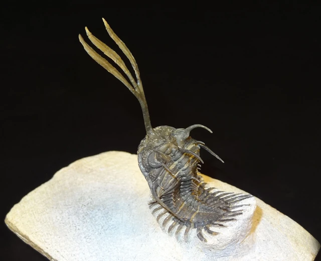 Walliserops | Dinopedia | Fandom