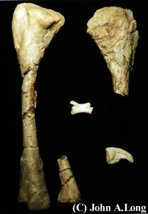 Agrosaurus | Dinopedia | Fandom