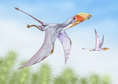 Dimorphodon | Dinopedia | Fandom