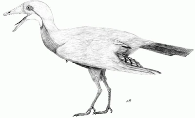Eocathayornis | Dinopedia | Fandom