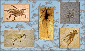 Gryllites | Dinopedia | Fandom