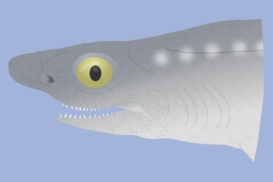 Ozarcus | Dinopedia | Fandom