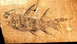 Diplacanthus | Dinopedia | Fandom