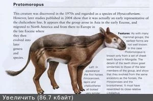 Protomoropus | Dinopedia | Fandom