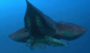 Hurdia | Dinopedia | Fandom